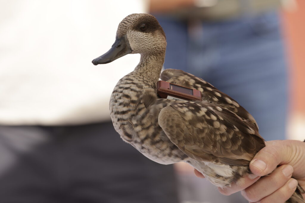 Liberados 20 ejemplares de cerceta pardilla en las lagunas de Las ...