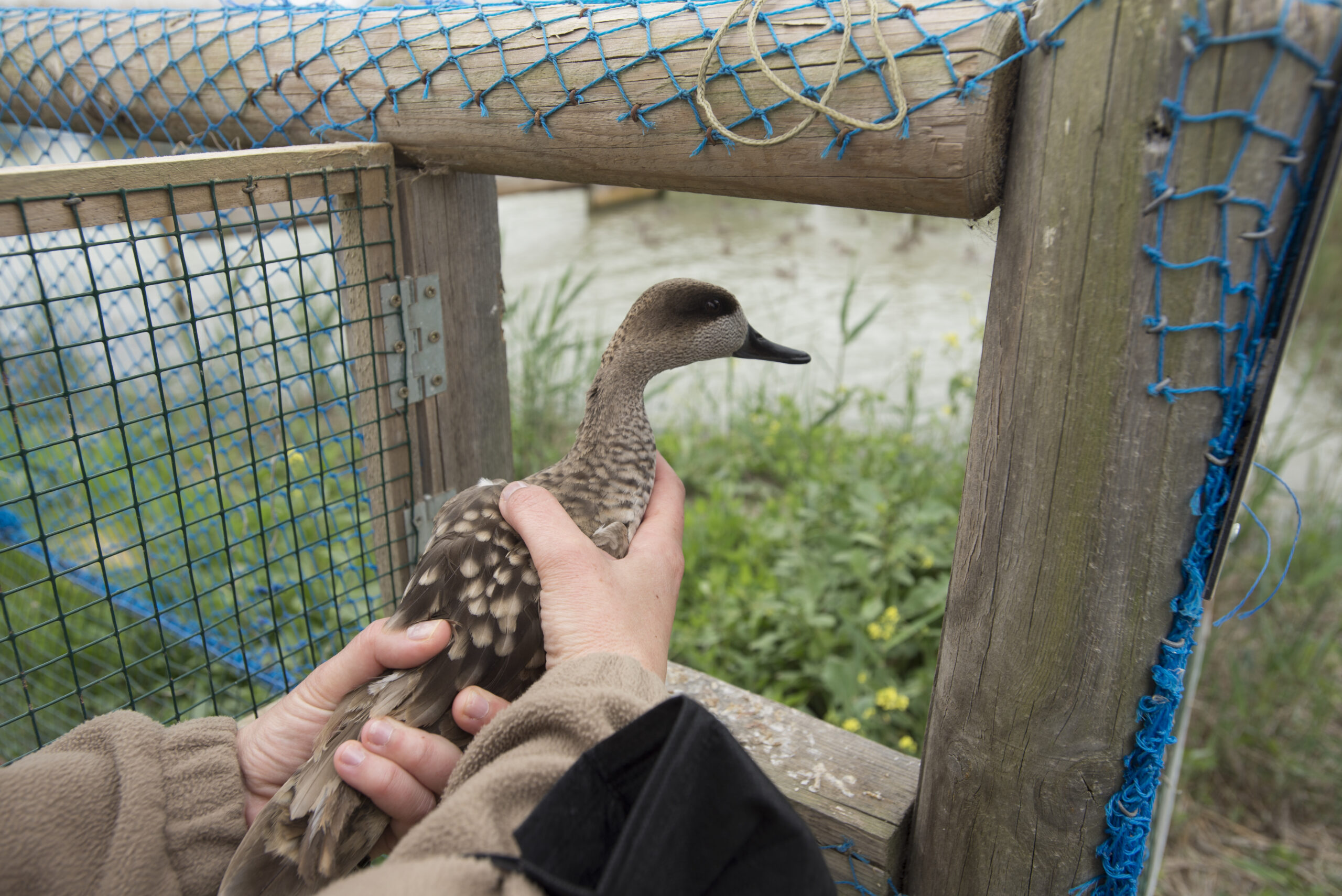Estudiamos las características genéticas de la cerceta pardilla para ...